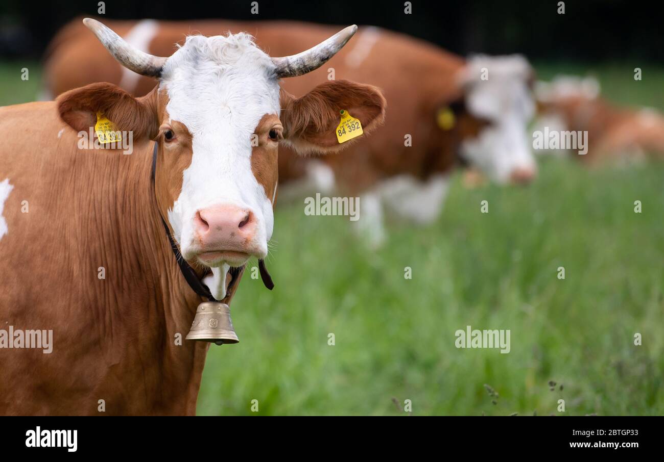 With wife regina hi-res stock photography and images - Alamy