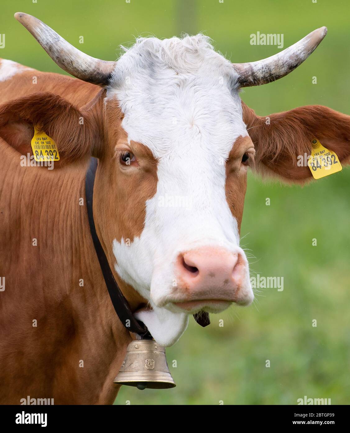Bells law hi-res stock photography and images - Alamy