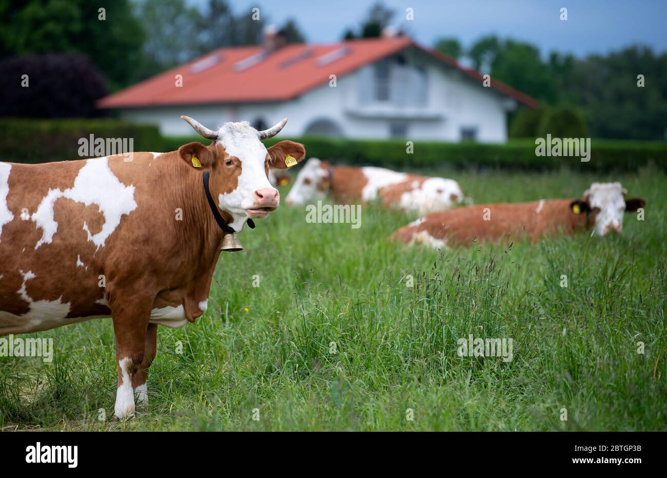 Holzkirchen, Germany. 25th May, 2020. The cows of farmer's wife Regina ...