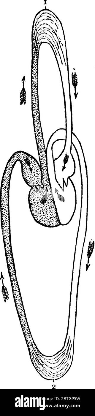 The circulation of blood, with the parts, '1 and 2', representing ...
