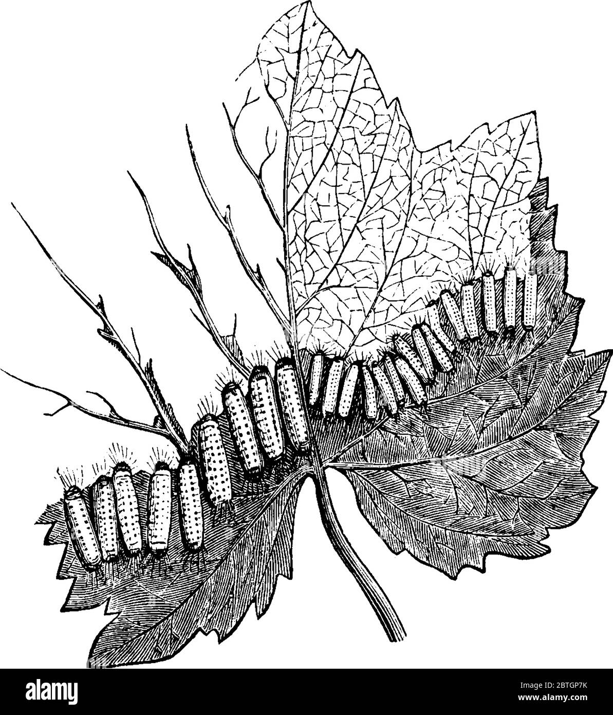 Larva vector vectors hi-res stock photography and images - Alamy