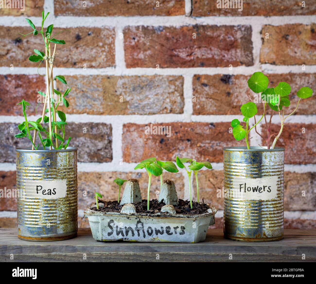 vegetable seedlings growing in reuse tin cans and egg box on kitchen ...