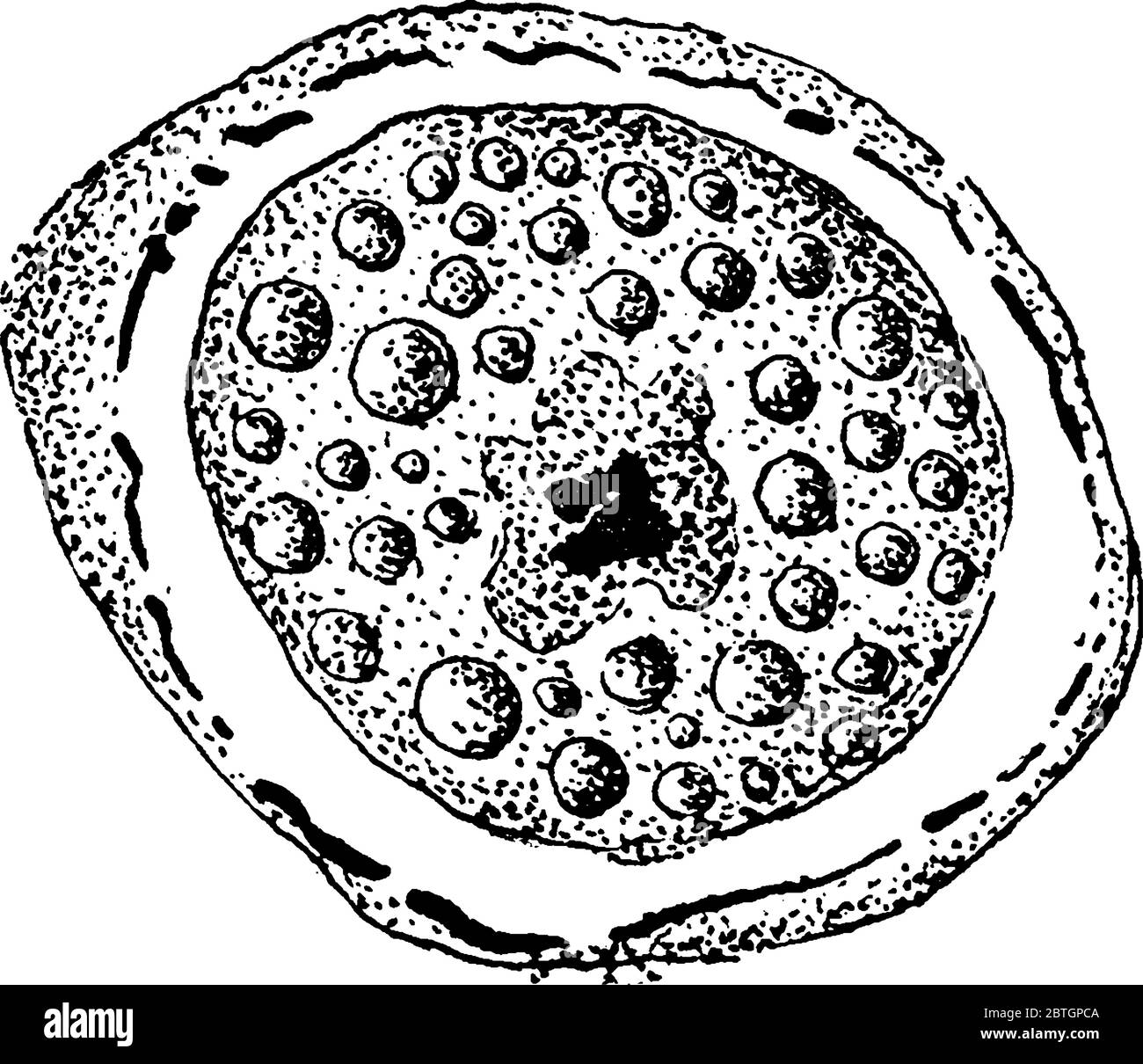 Figure showing Formation of Cyclospora Cayetanensis Egg-cell, it is a ...