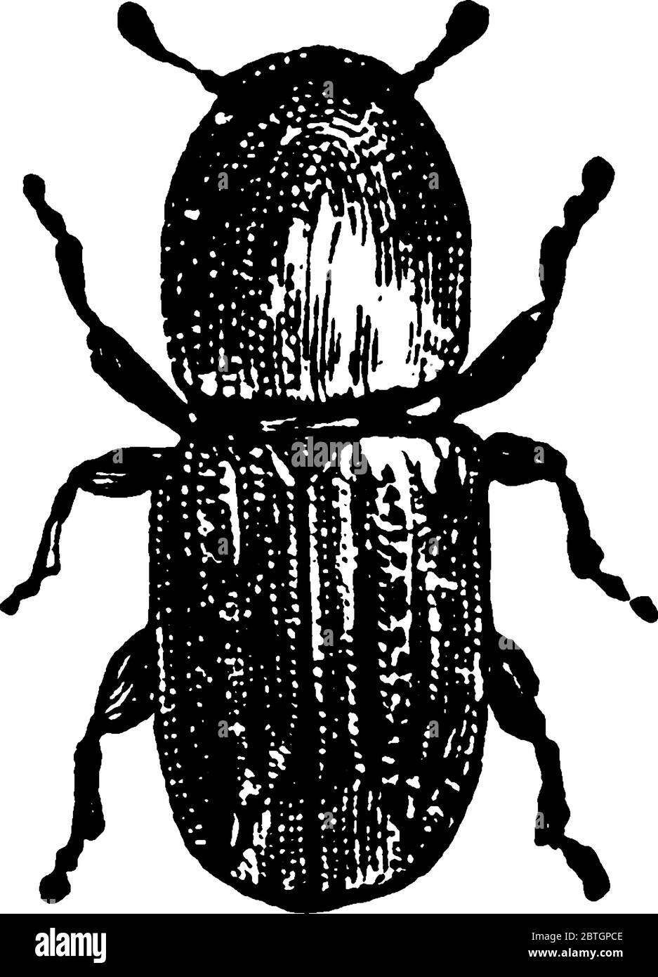Bark beetles Stock Vector Images - Alamy
