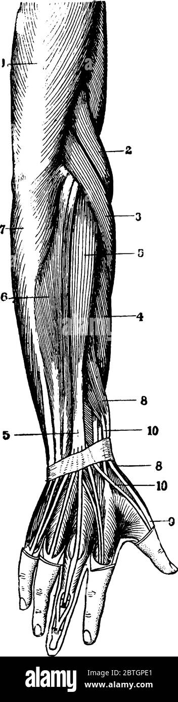 A typical representation of arm muscles on the back of the hand ...