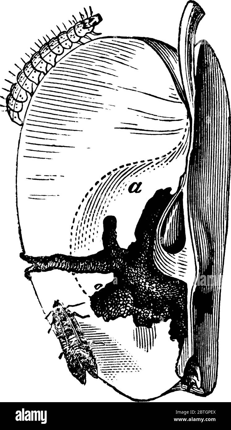 Show apple Cut Out Stock Images & Pictures - Alamy