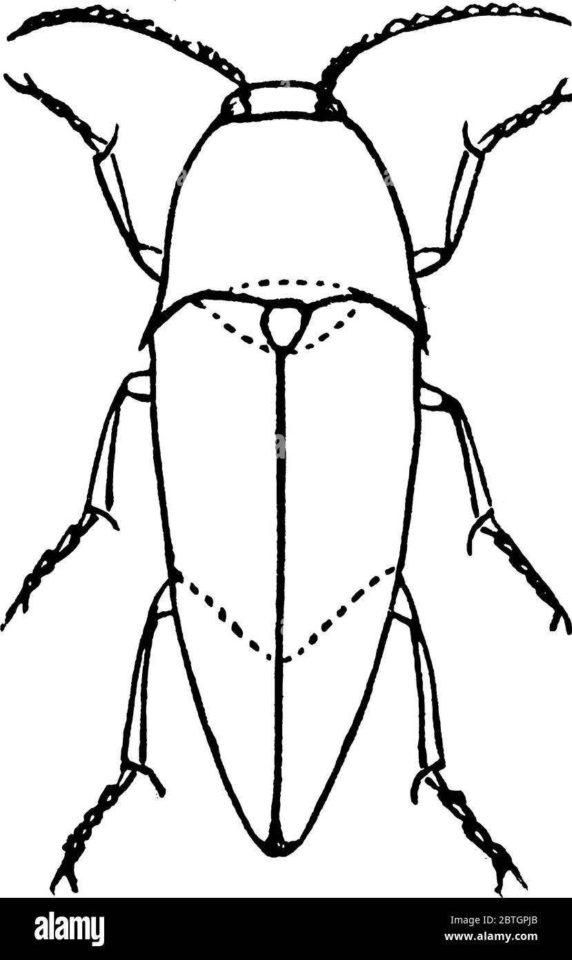 White up the back Stock Vector Images - Alamy