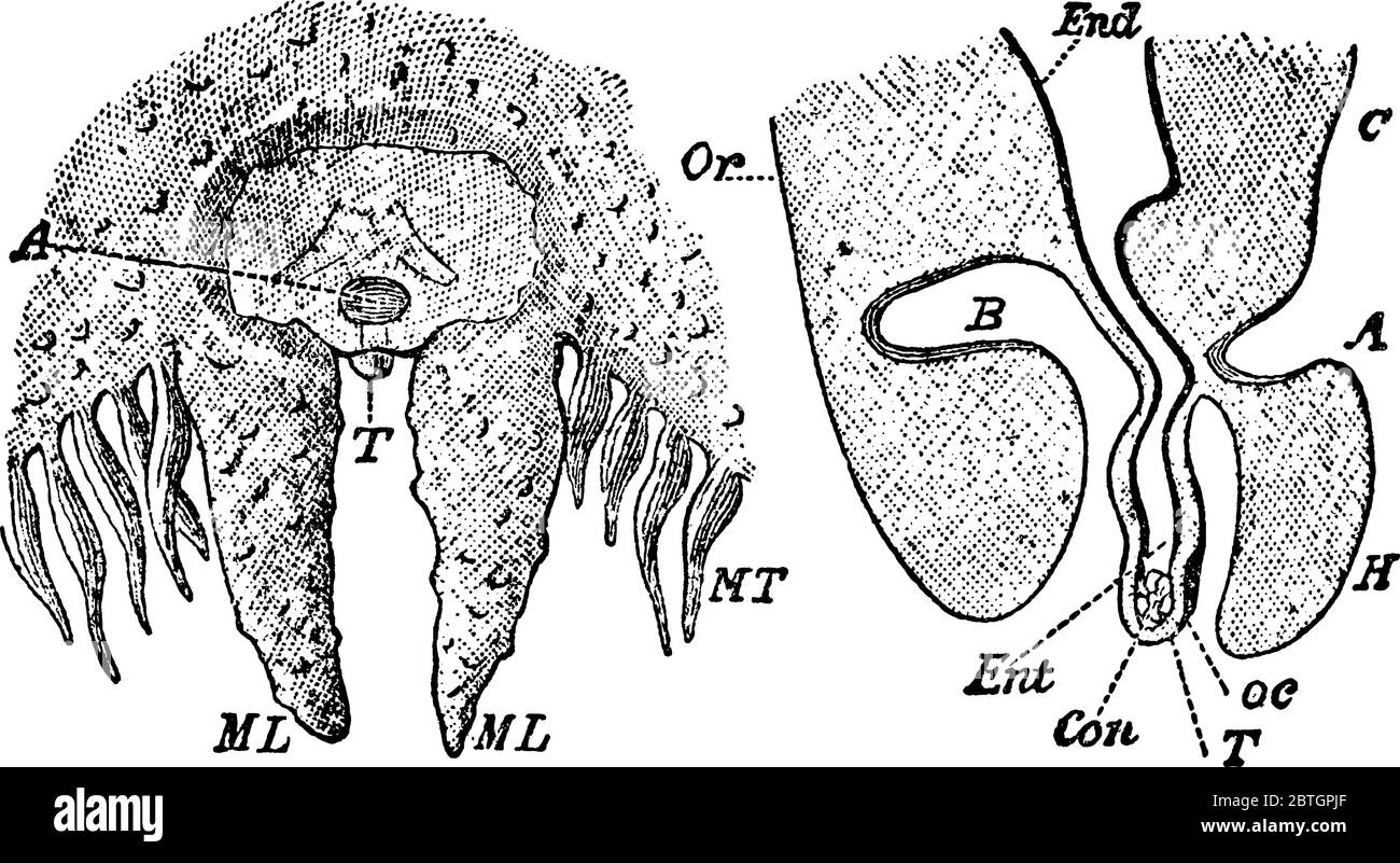 A typical representation of the tentaculocyst and marginal lappets of ...