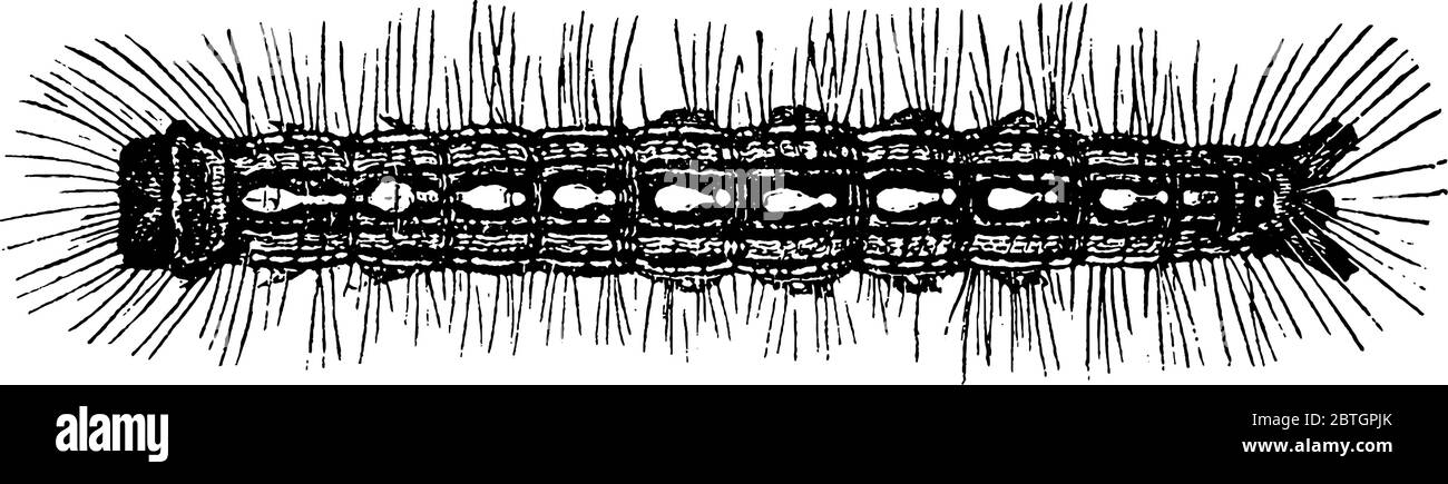 Kcaterpillars Stock Vector Images - Alamy