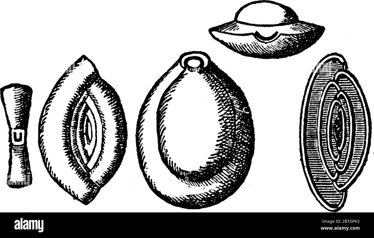 this figure shows Foraminifera, Foraminifera are very small sea ...