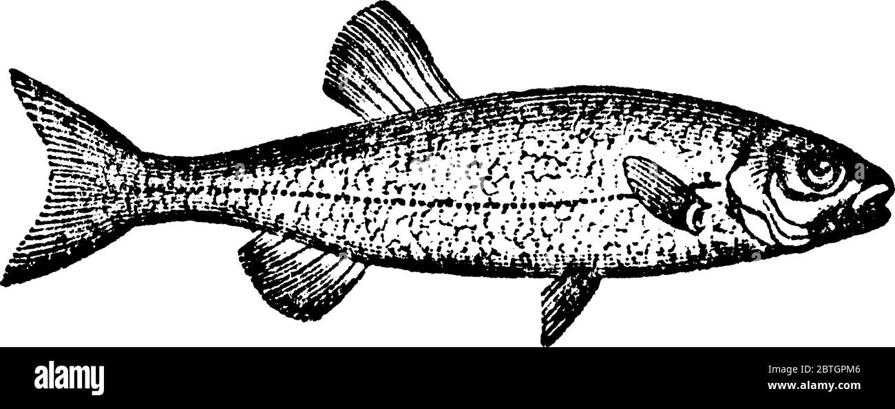 Gill covers hi-res stock photography and images - Alamy