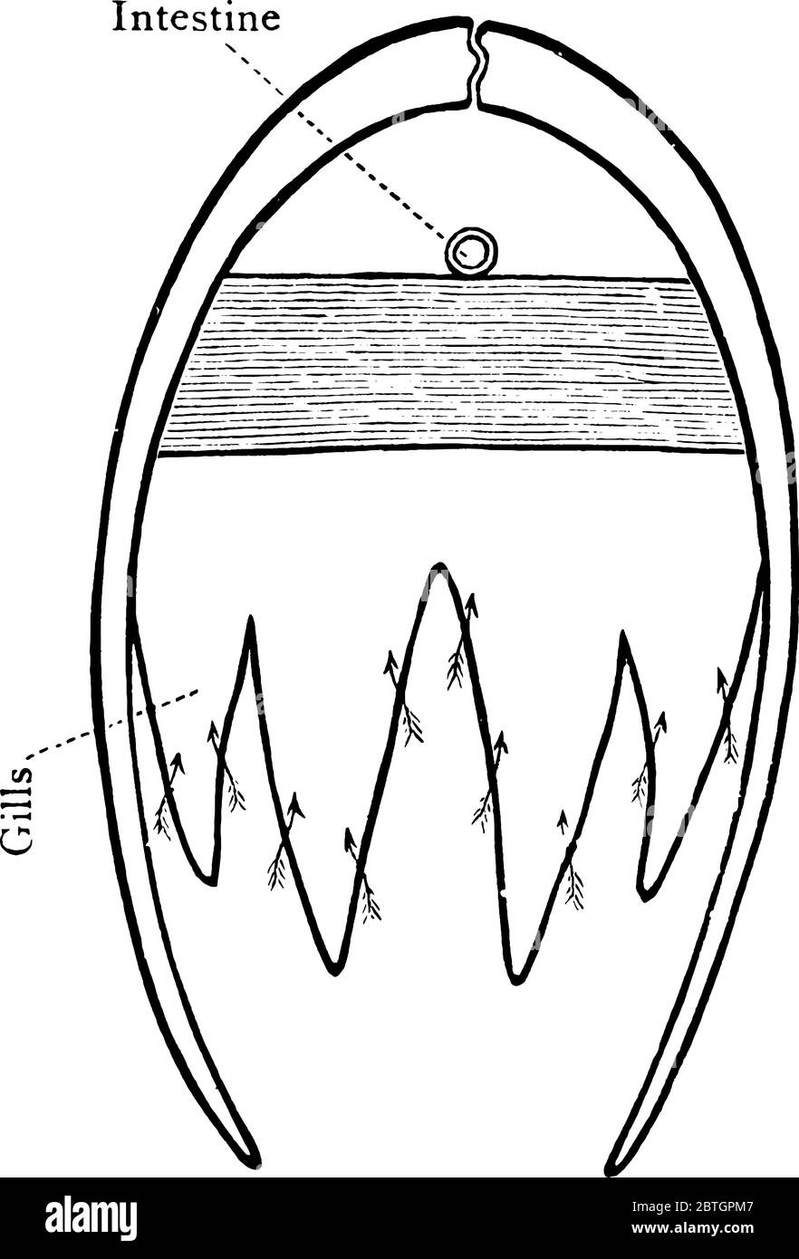 Clam is a sea creature with a shell in two parts that can close ...