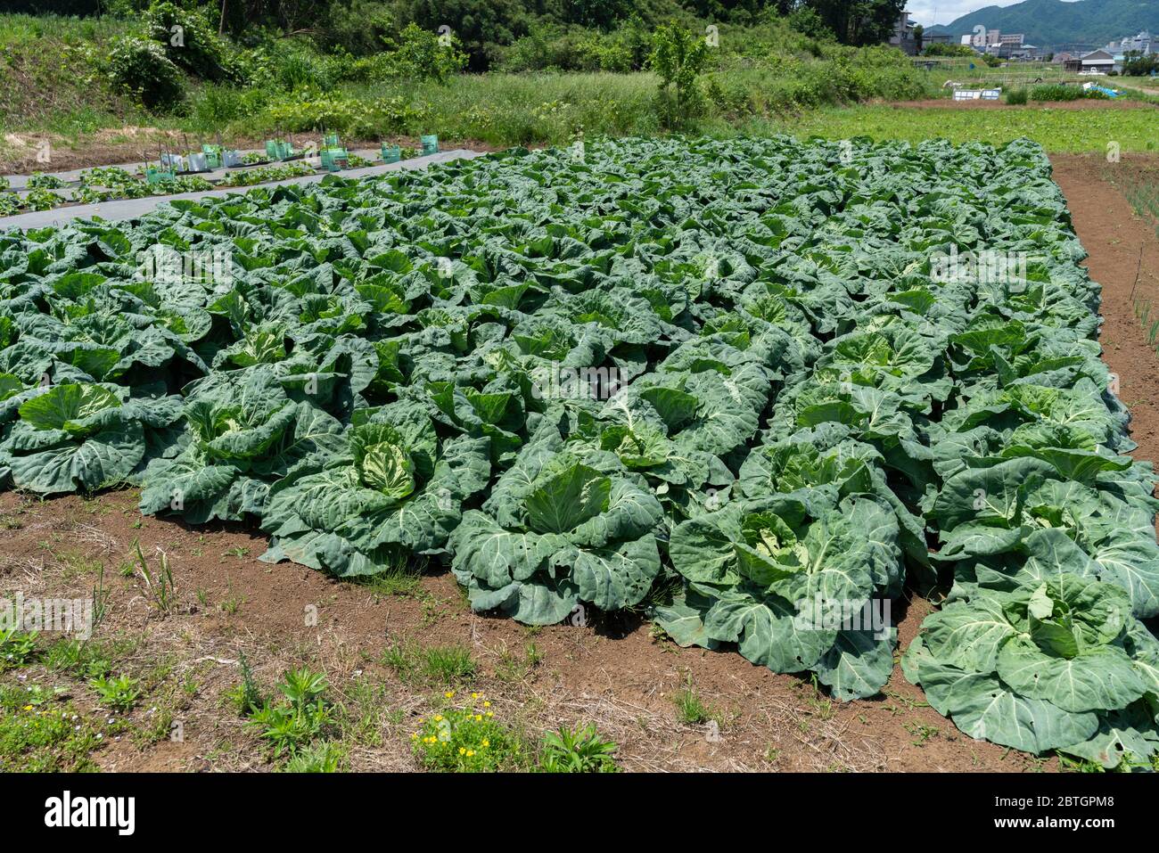 Cabbage field, Isehara City, Kanagawa Prefecture, Japan Stock Photo - Alamy