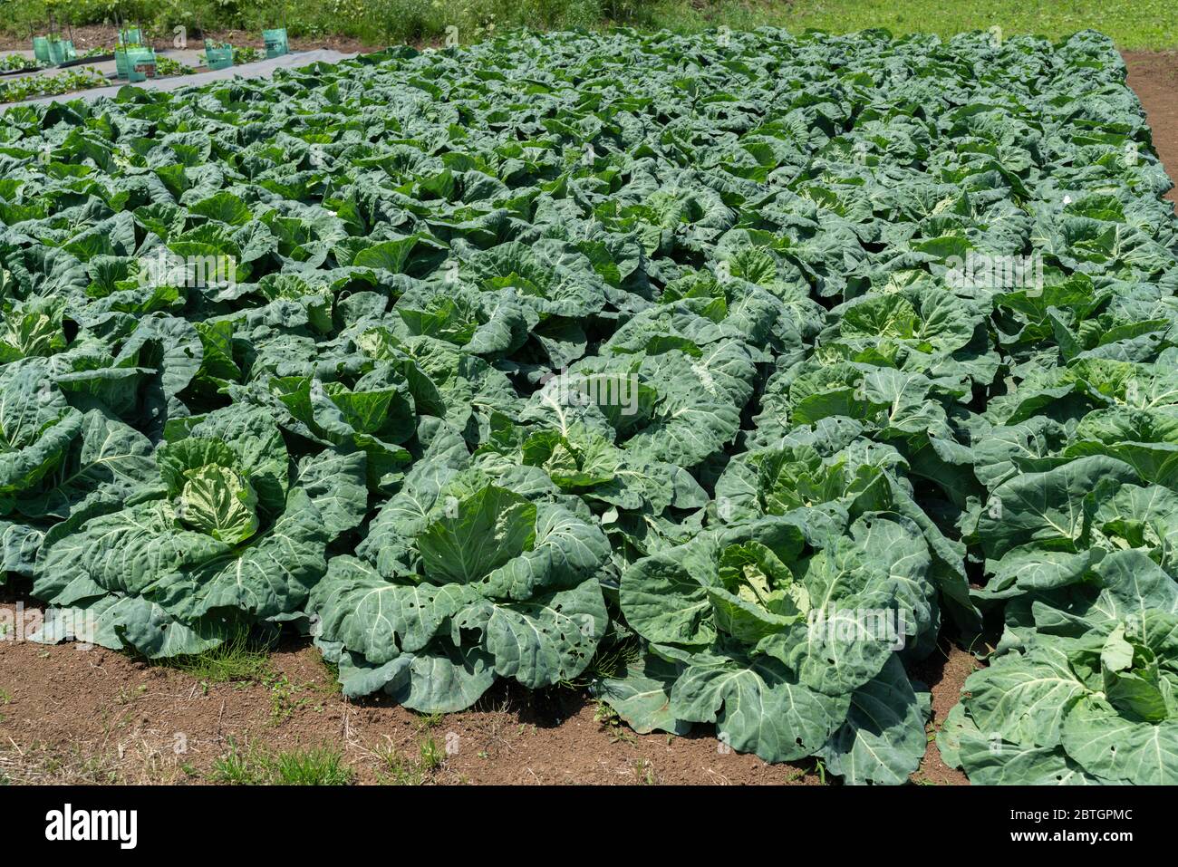 Cabbage field, Isehara City, Kanagawa Prefecture, Japan Stock Photo - Alamy