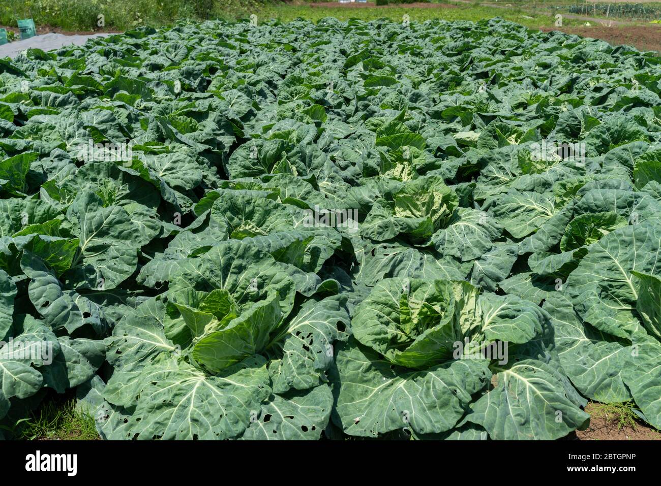 Cabbage field, Isehara City, Kanagawa Prefecture, Japan Stock Photo - Alamy