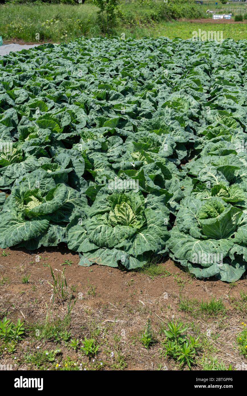 Cabbage field, Isehara City, Kanagawa Prefecture, Japan Stock Photo - Alamy
