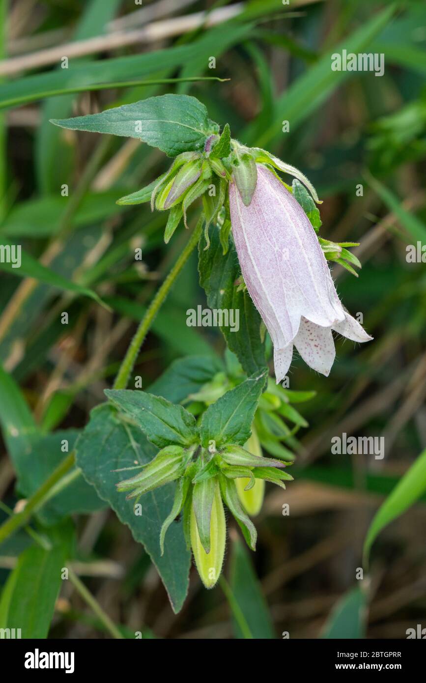 Spotted bellflower (Campanula punctata), Isehara City, Kanagawa ...
