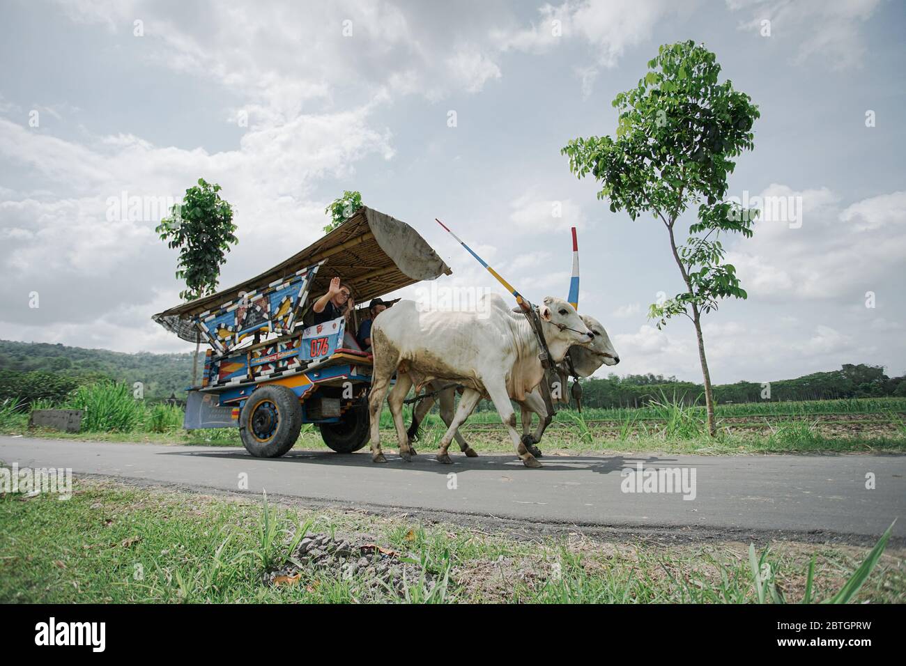 Cow Cart or Gerobak Sapi Festival in Yogyakarta Stock Photo - Alamy