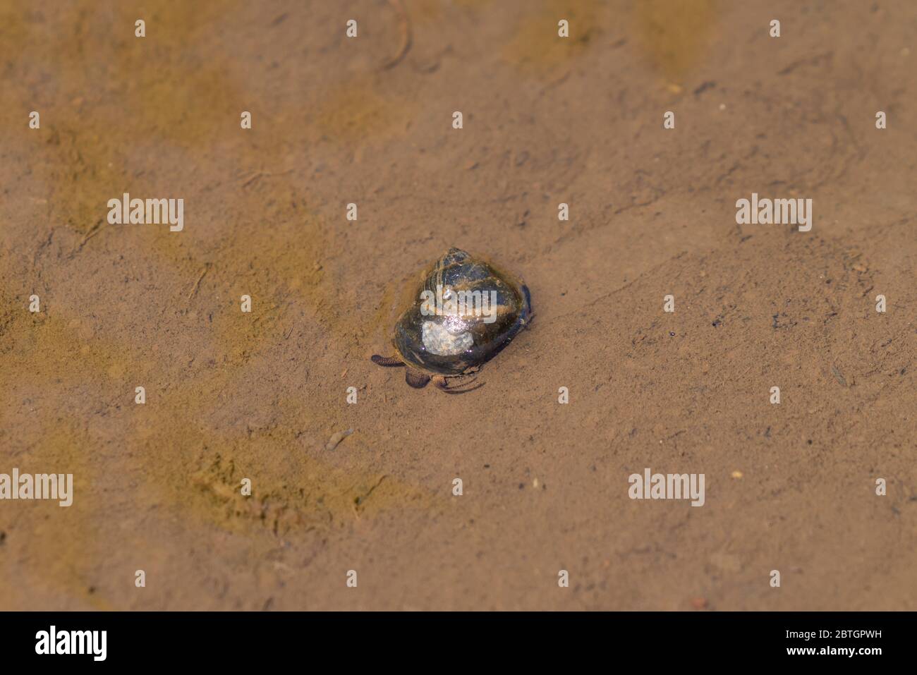 Male Mud-snail (Cipangopaludina chinensis laeta), Isehara City ...