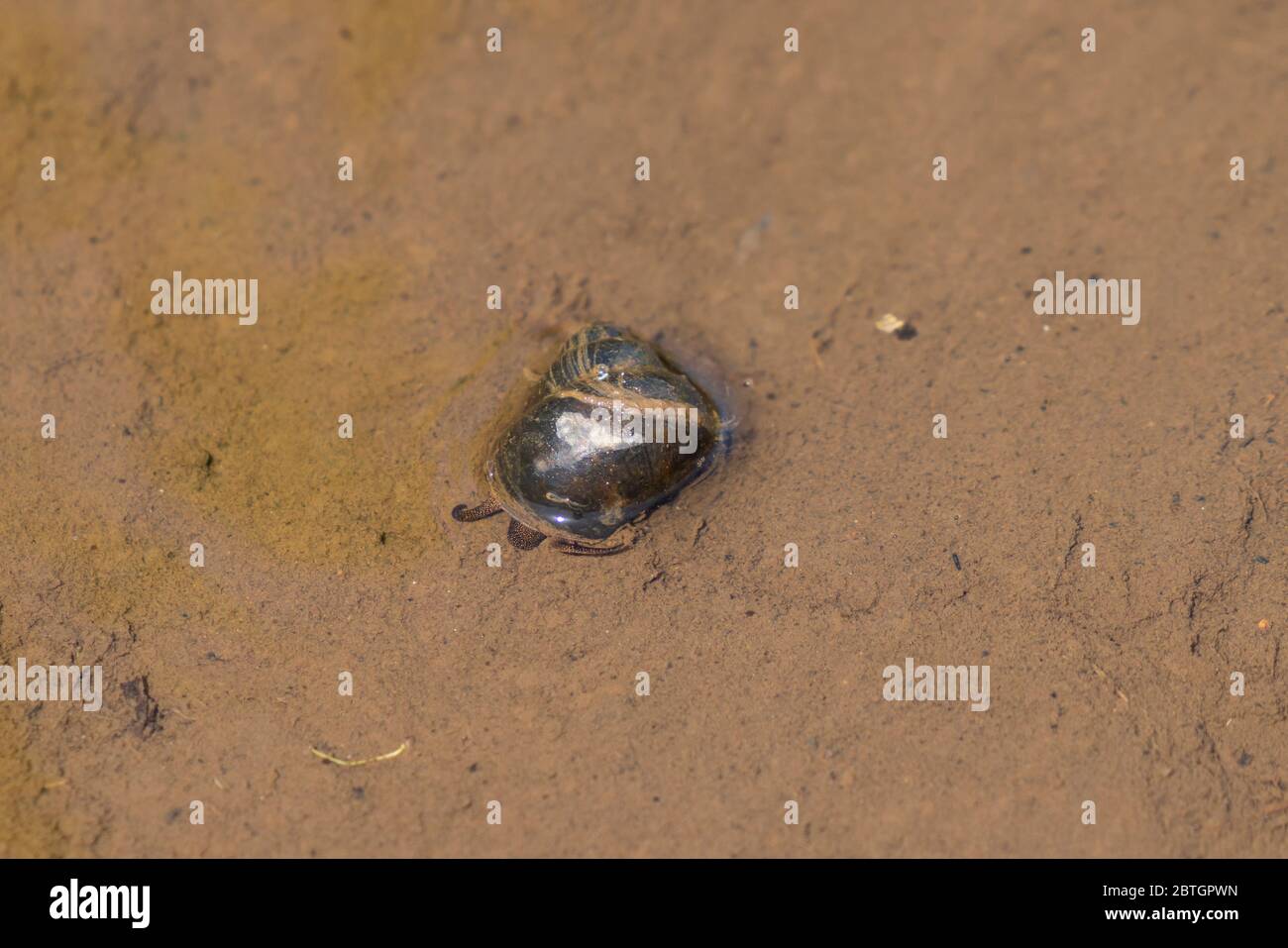 Male Mud-snail (Cipangopaludina chinensis laeta), Isehara City ...