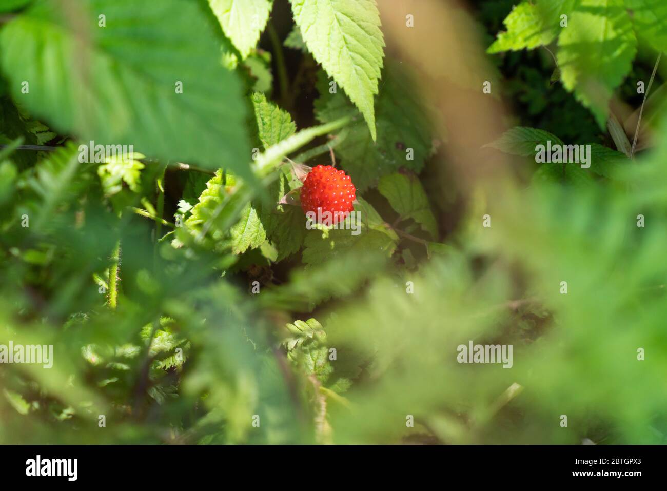 Fruit of Rubus hirsutus, Isehara City, Kanagawa Prefecture, Japan Stock ...