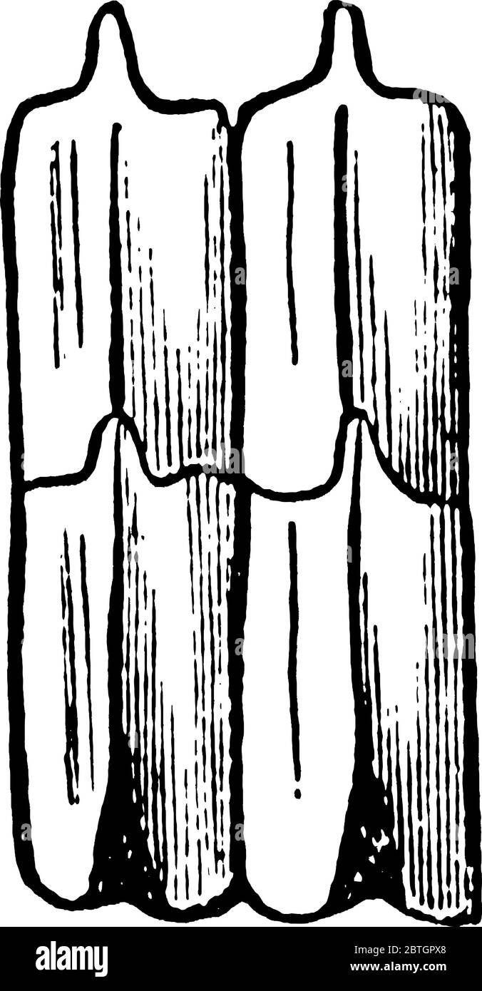 Scales of fishes- Ganoid Scale, vintage line drawing or engraving ...