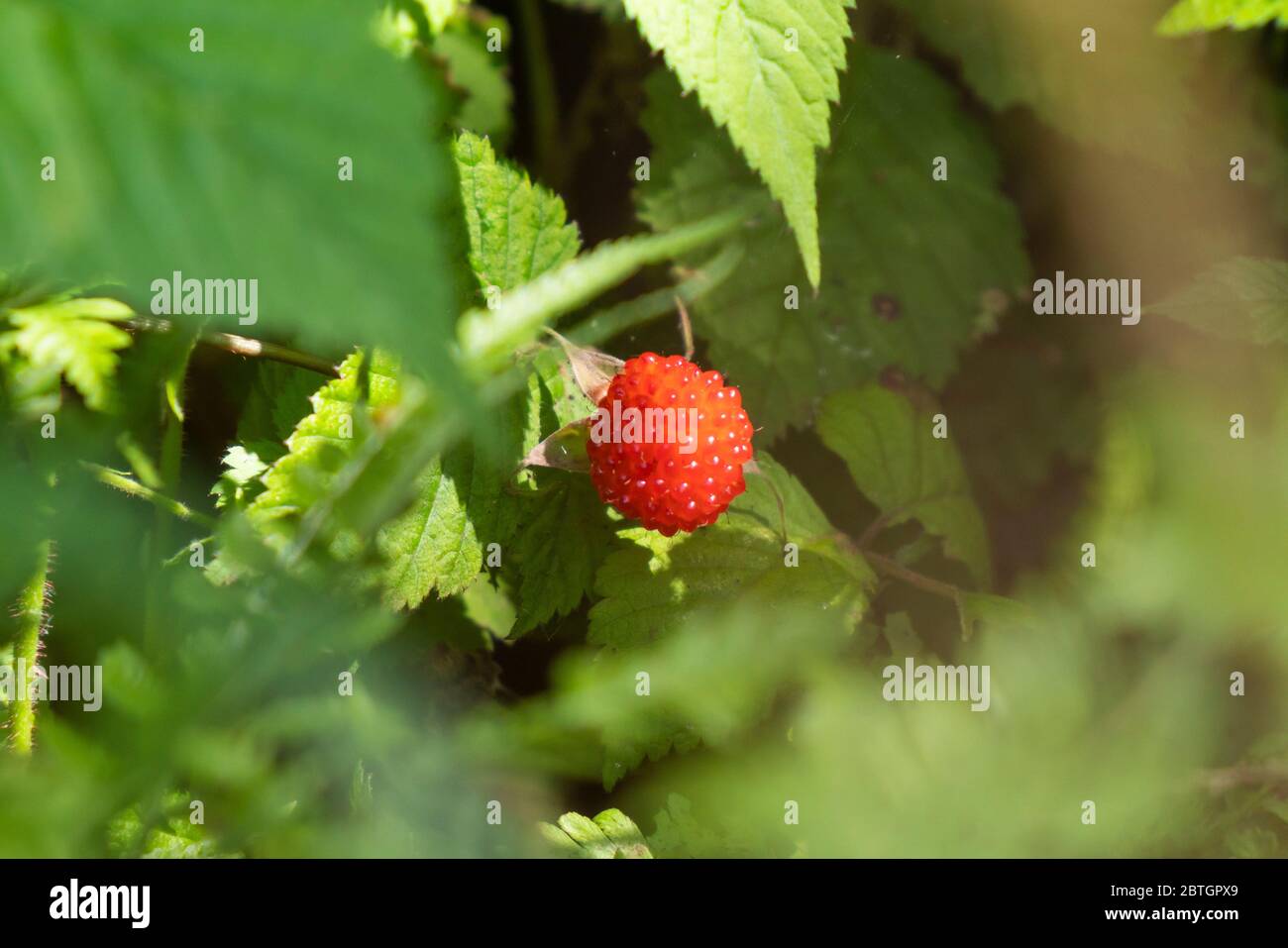 Fruit of Rubus hirsutus, Isehara City, Kanagawa Prefecture, Japan Stock ...