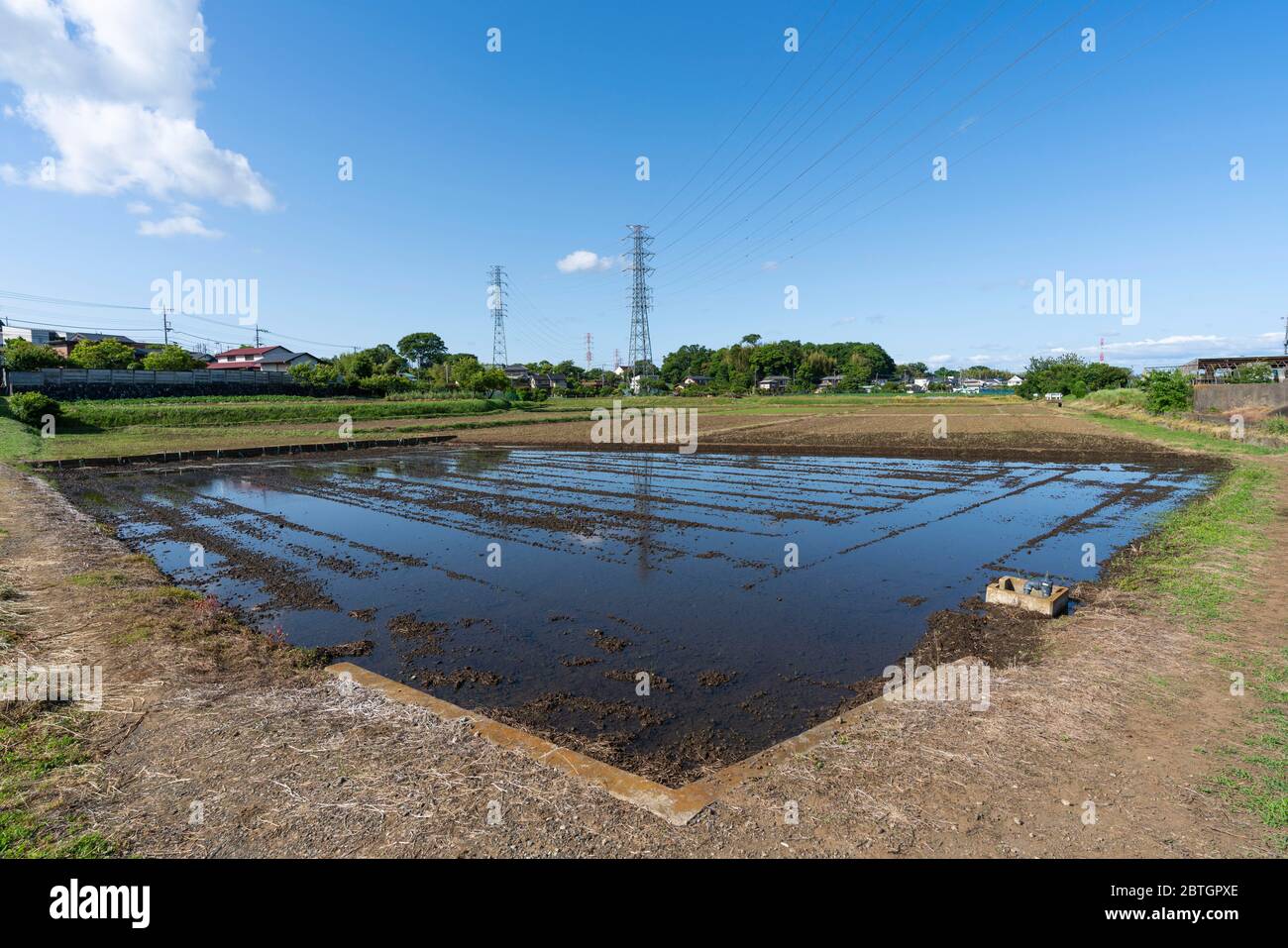Rice field in May, Isehara City, Kanagawa Prefecture, Japan Stock Photo ...
