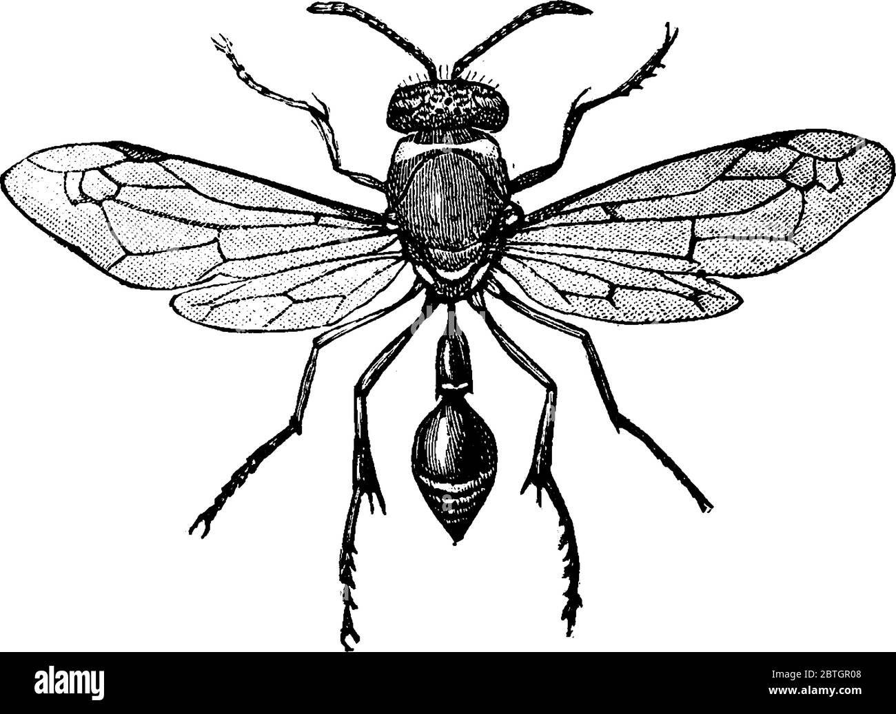 Wasp nests Stock Vector Images - Alamy