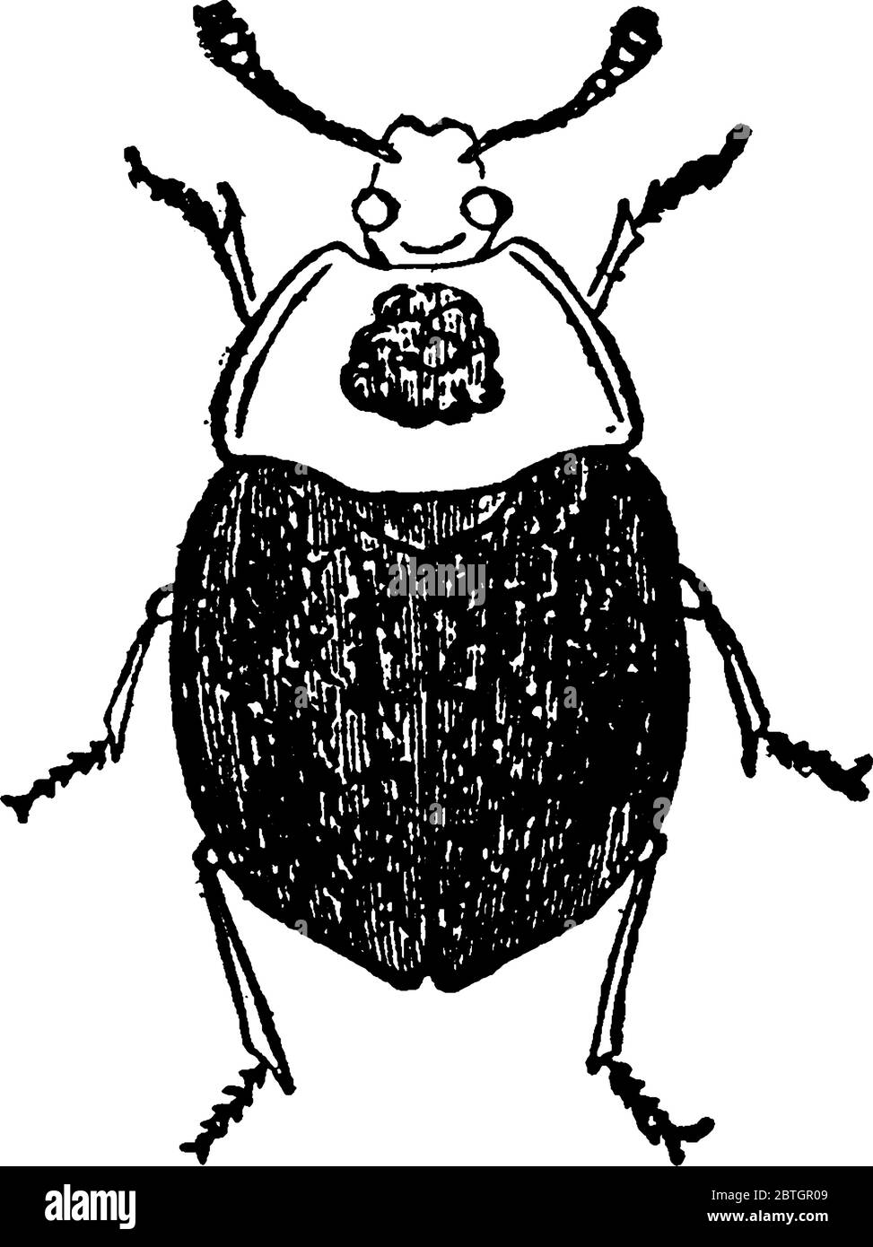 Blackish brown color Black and White Stock Photos & Images - Alamy