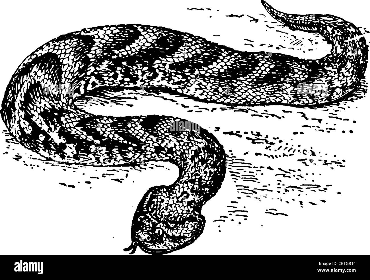 Bitis arietans species, a highly poisonous African viper. Its name is ...