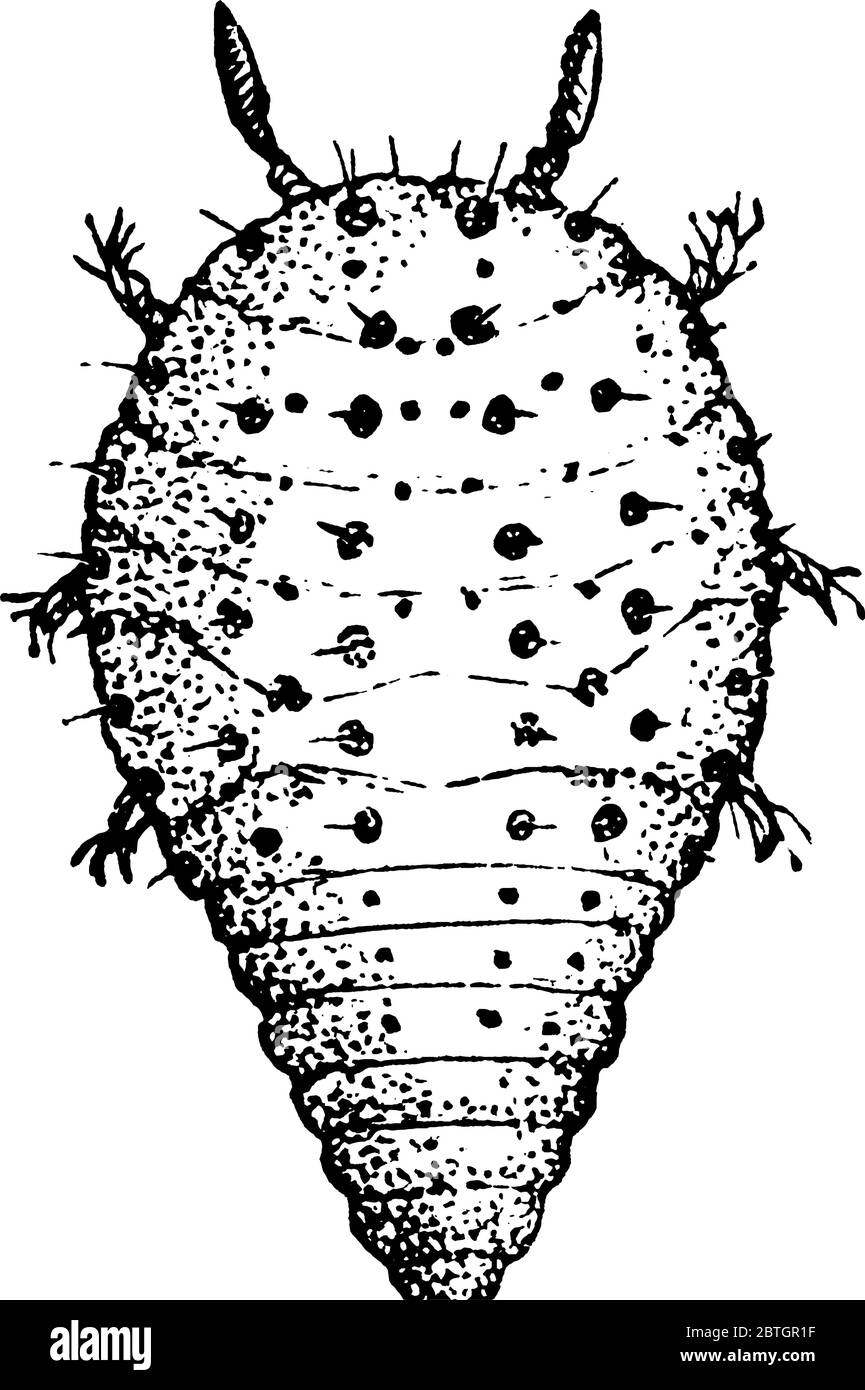 Vines french Stock Vector Images - Alamy