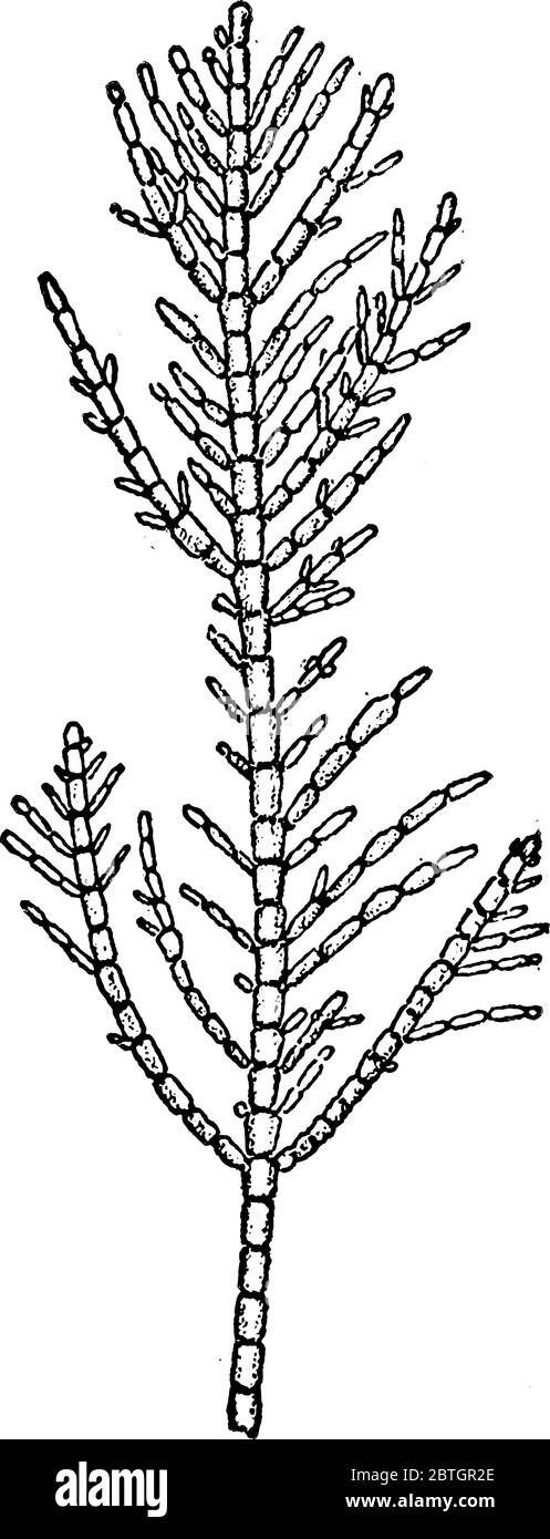 This picture shows the corallina, Corallina officinalis is a calcareous ...