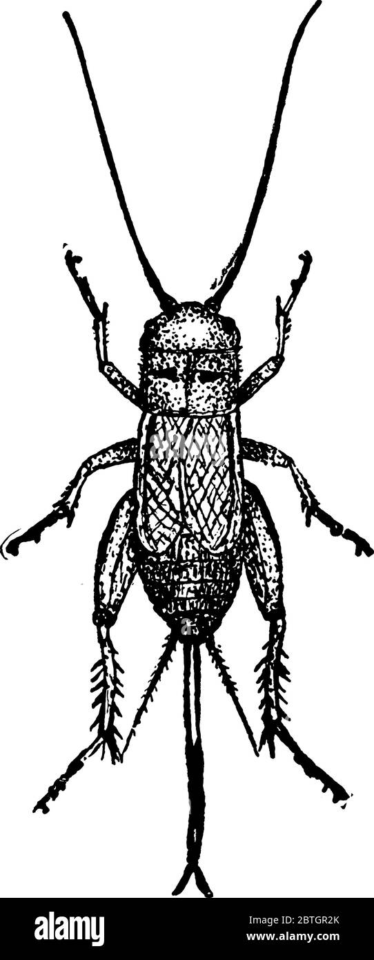 Image of field-cricket of the Gryllus species., vintage line drawing or ...