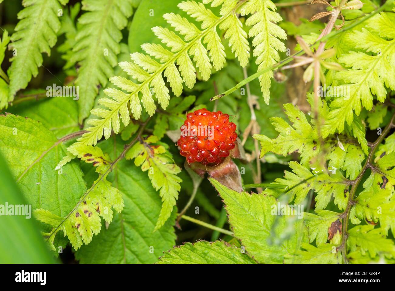 Fruit of Rubus hirsutus, Isehara City, Kanagawa Prefecture, Japan Stock ...