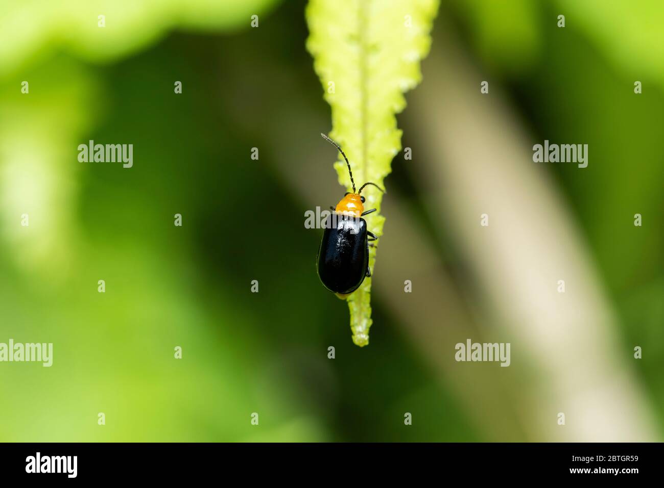 Aulacophora nigripennis hi-res stock photography and images - Alamy
