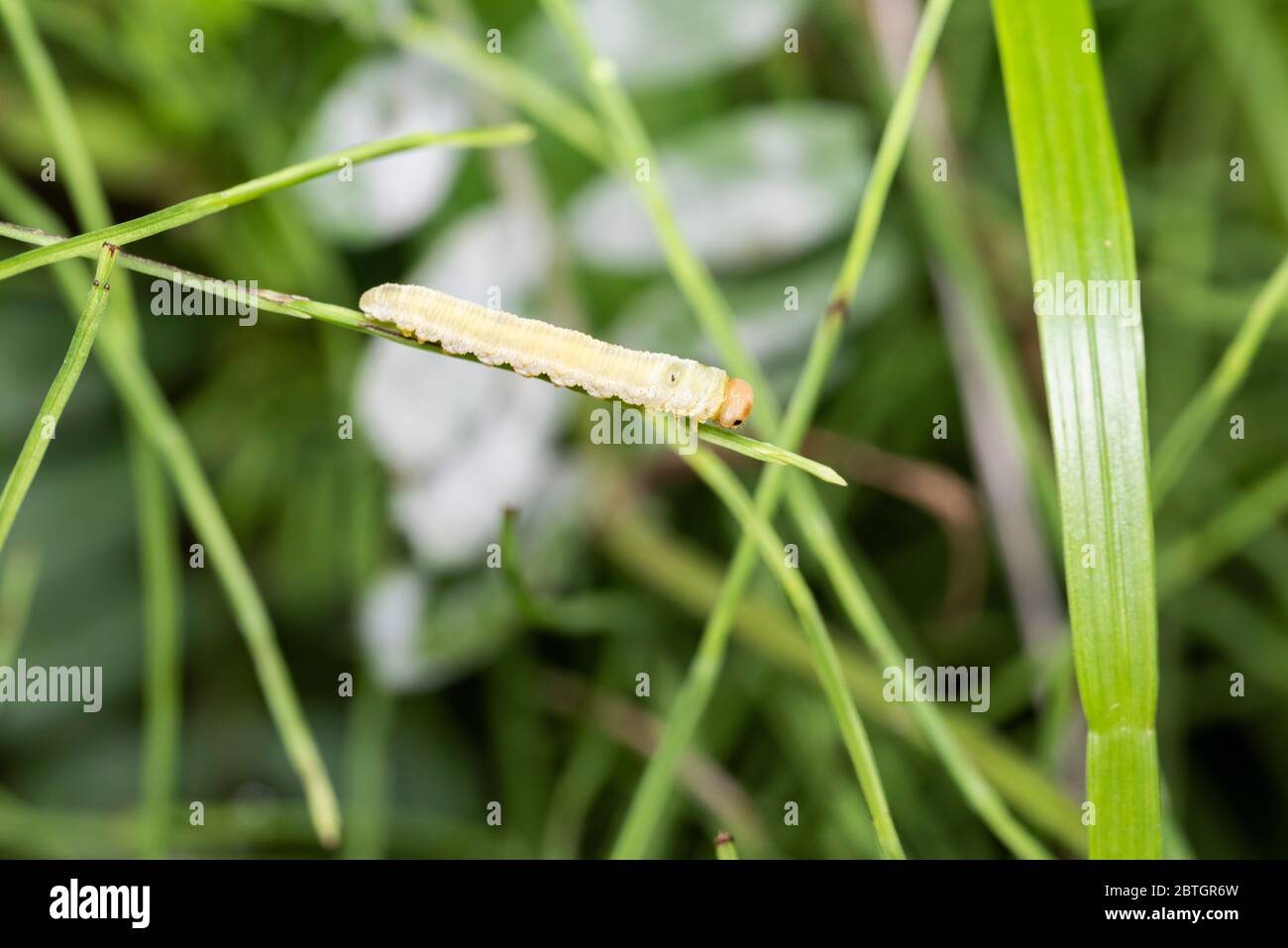 Larva of Symphyta, Isehara City, Kanagawa Prefecture, Japan Stock Photo ...