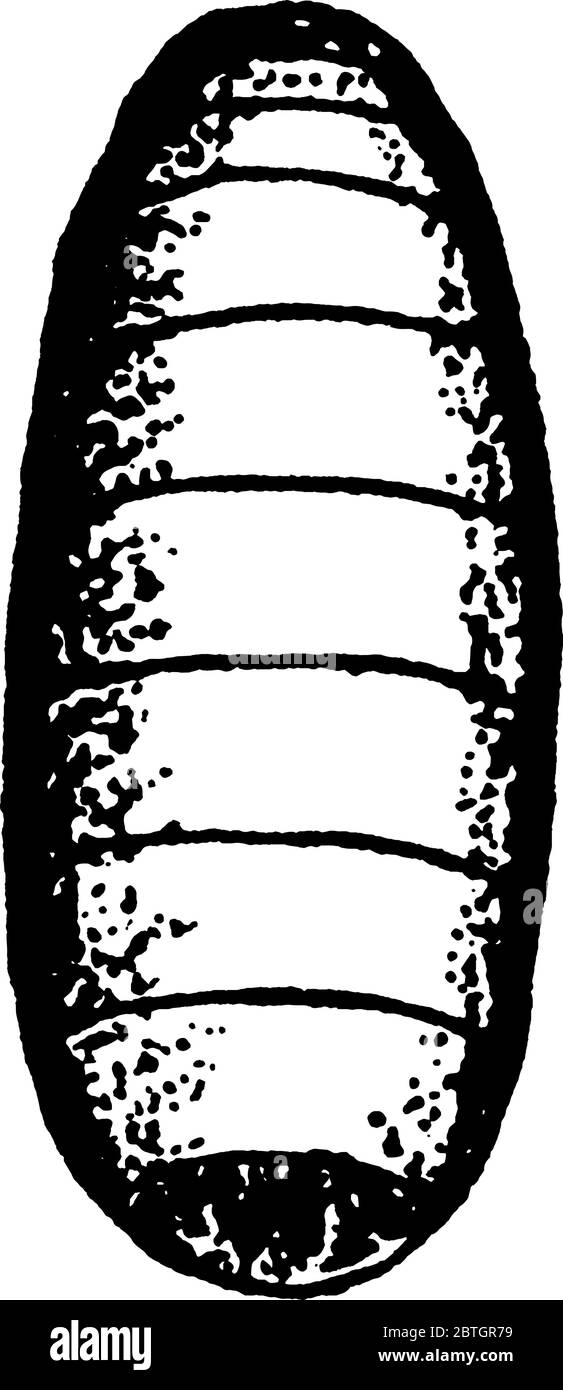 The pupa of Horn fly, that looks closer to oval shape outlined with ...