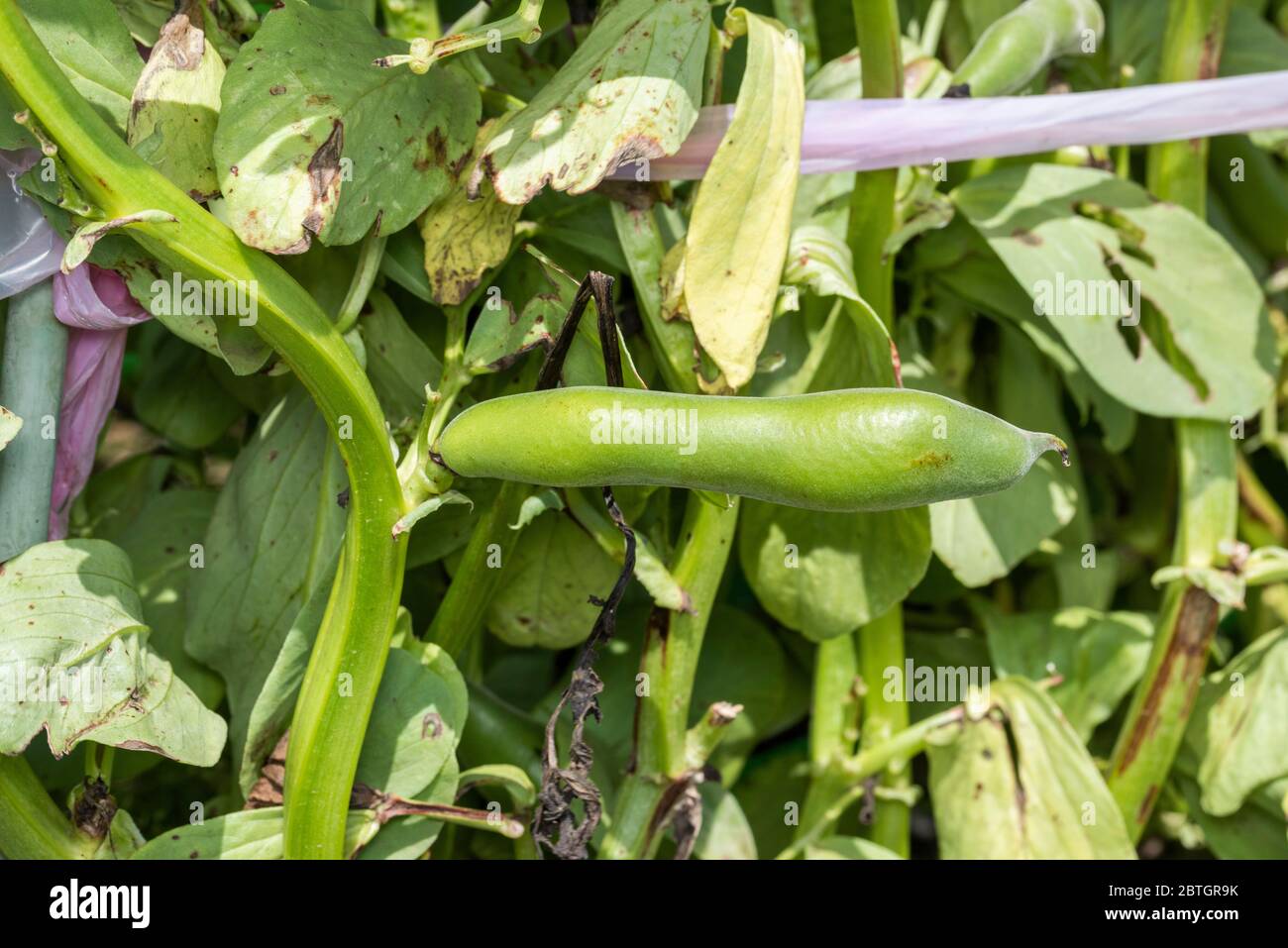 Broad bean (Vicia faba) field, Isehara City, Kanagawa Prefecture, Japan ...
