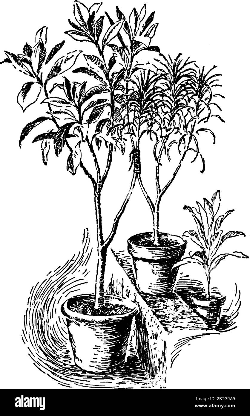 Black plastic pots Stock Vector Images - Alamy