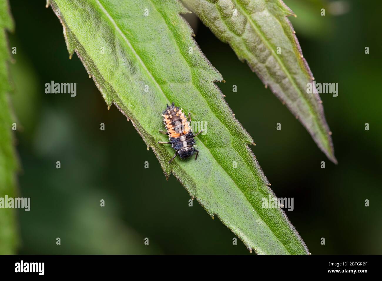 Japanese beetle larva hi-res stock photography and images - Alamy