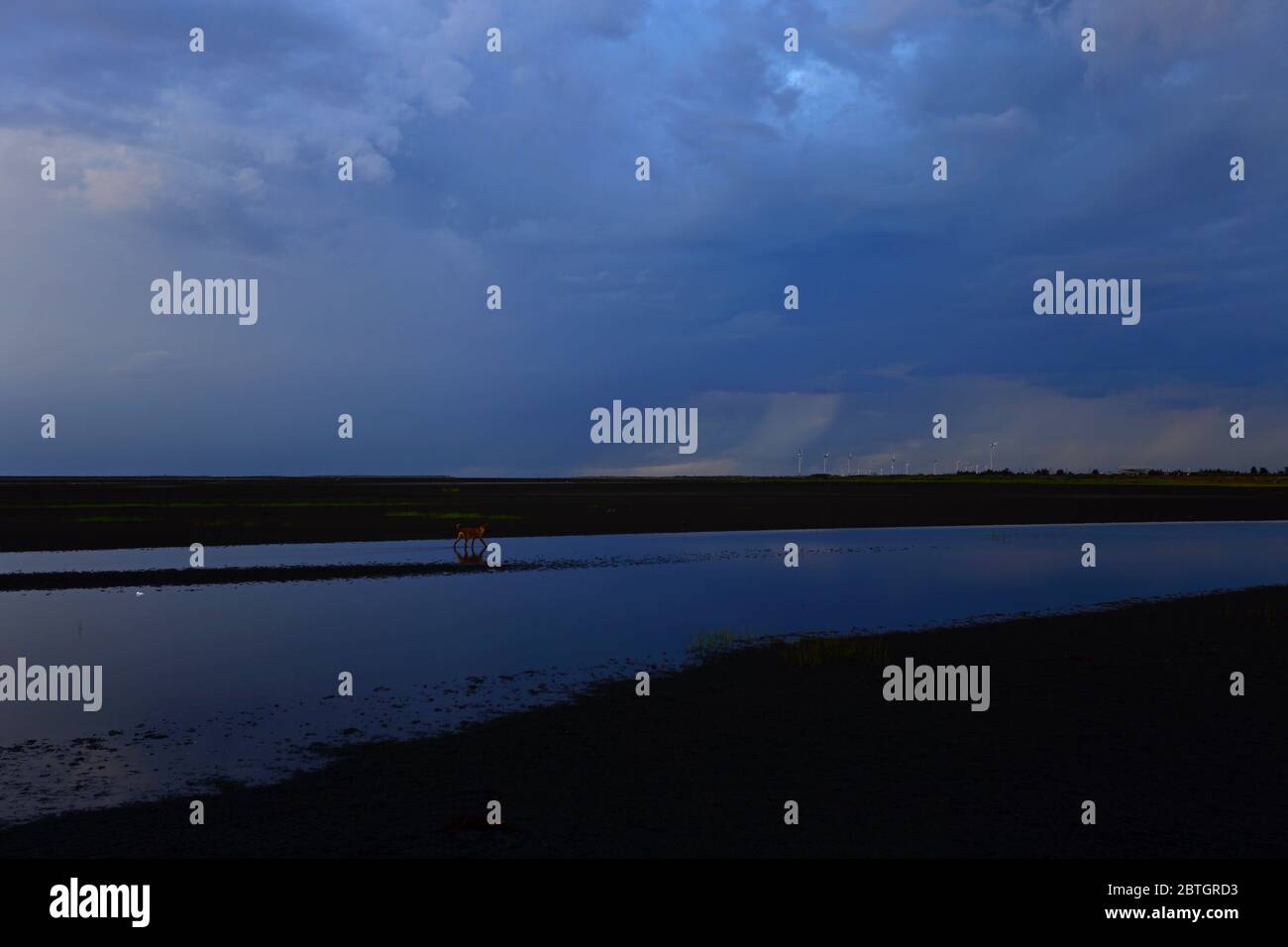 Gaomei wetlands wildlife refuge hi-res stock photography and images - Alamy