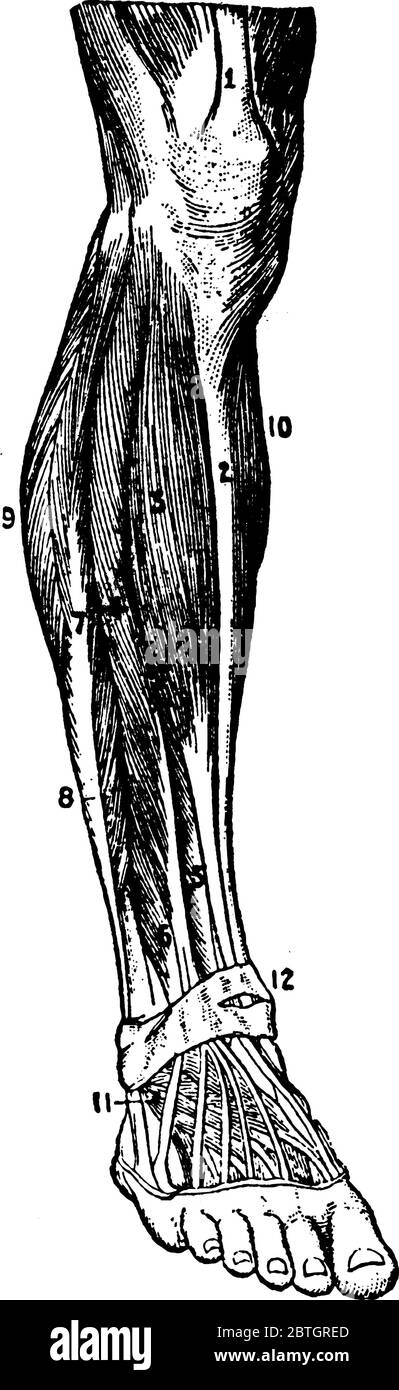 Muscles of the lower leg are shown they are responsible for the ...