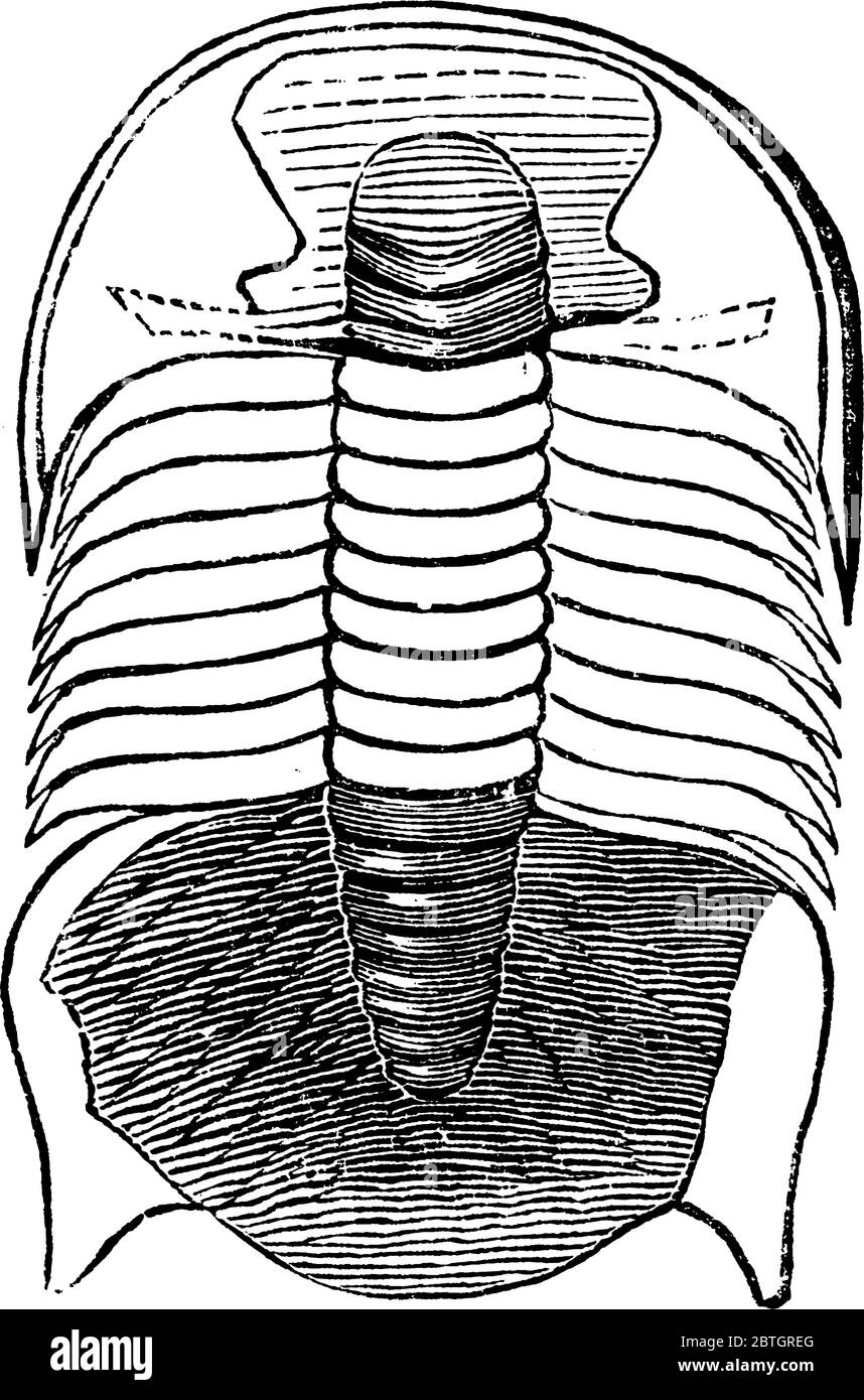 Cambrian rocks Stock Vector Images - Alamy