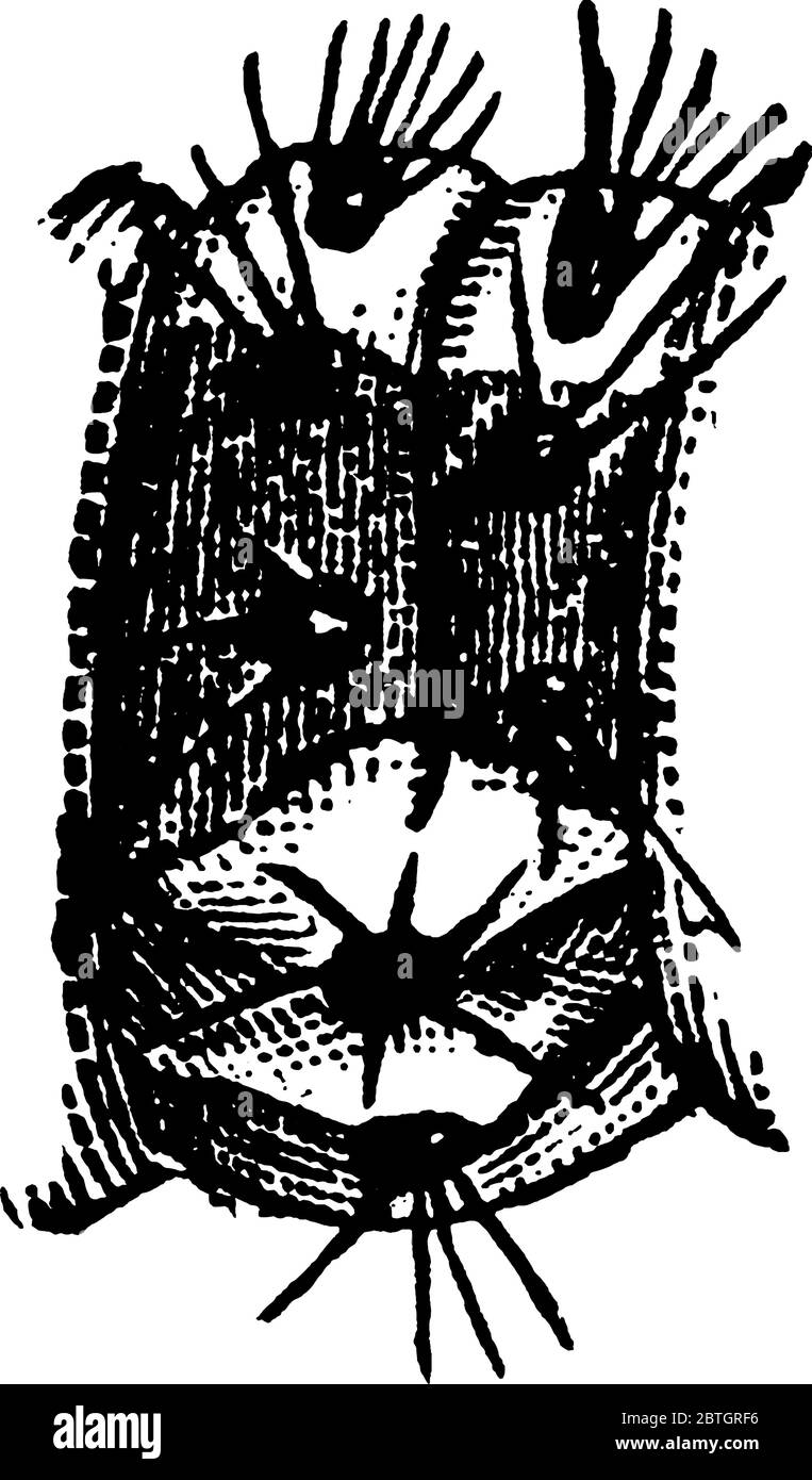 Larvae of Elm-leaf beetle which moves to lower parts of elm tree after ...