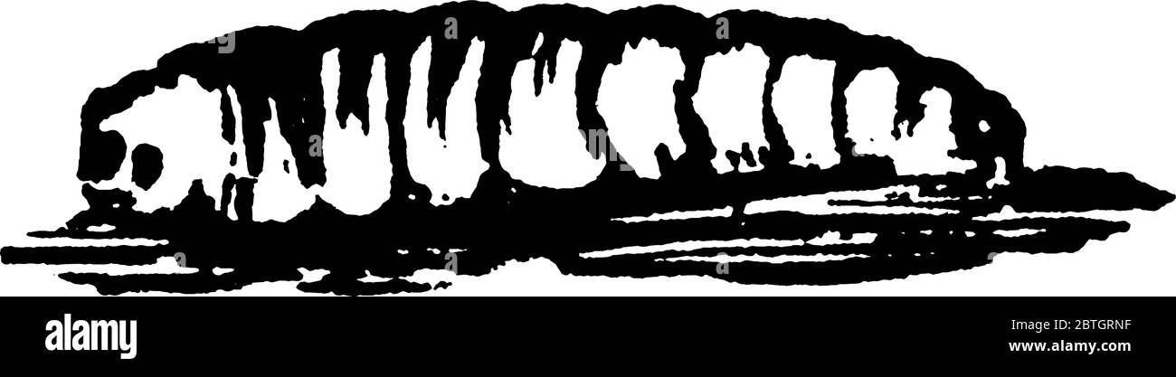 The young larva of the Sheep Botfly, Estrus ovis species, that has two ...