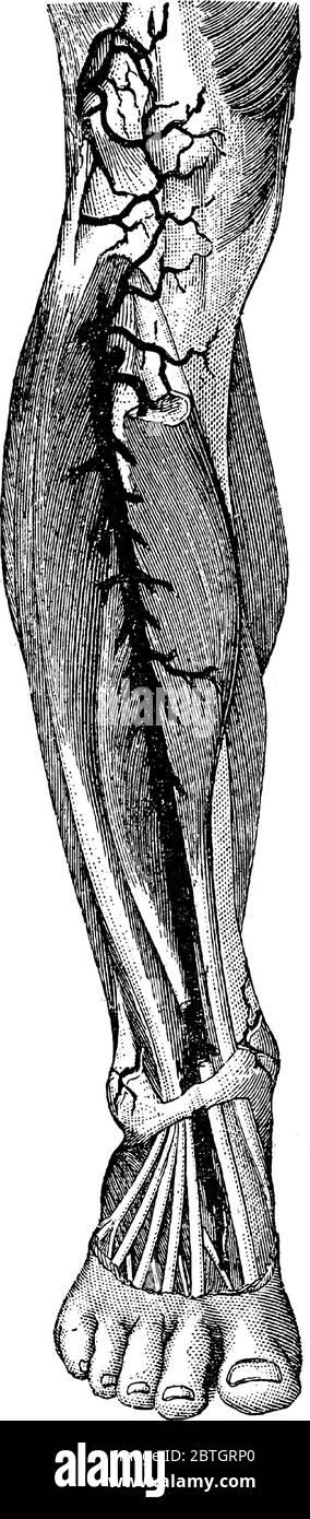 Human blood vessel in Cut Out Stock Images & Pictures - Alamy