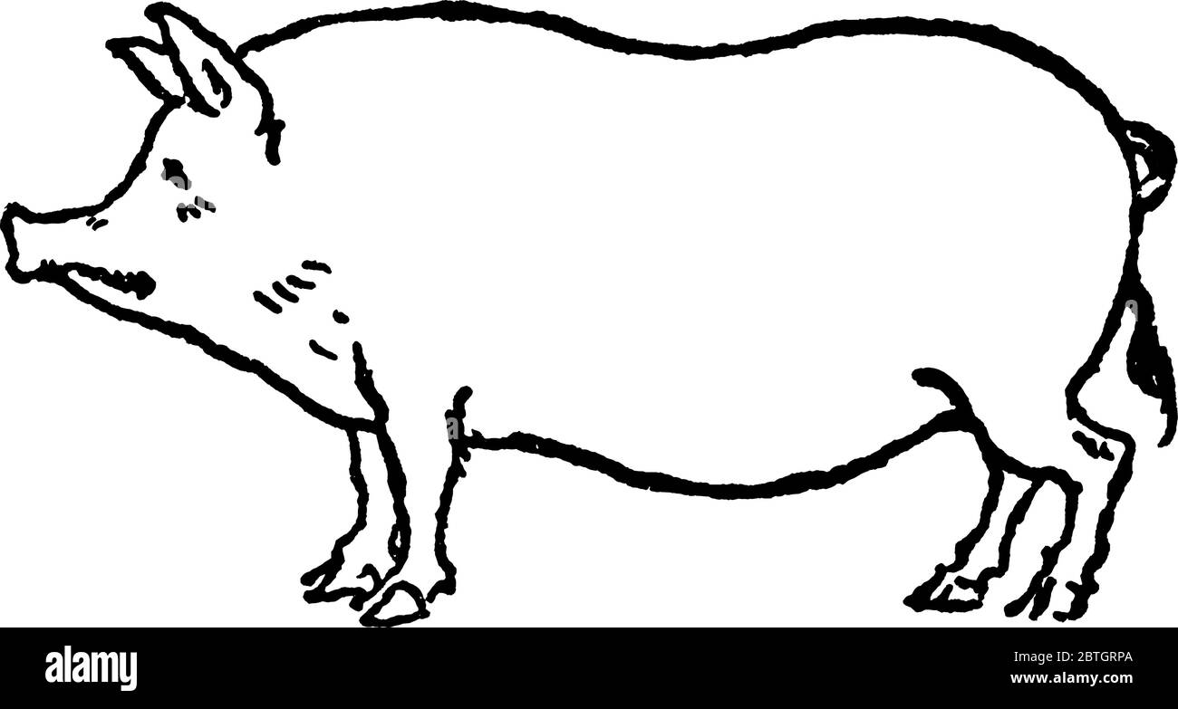 sketch showing a domestic pig, vintage line drawing or engraving ...