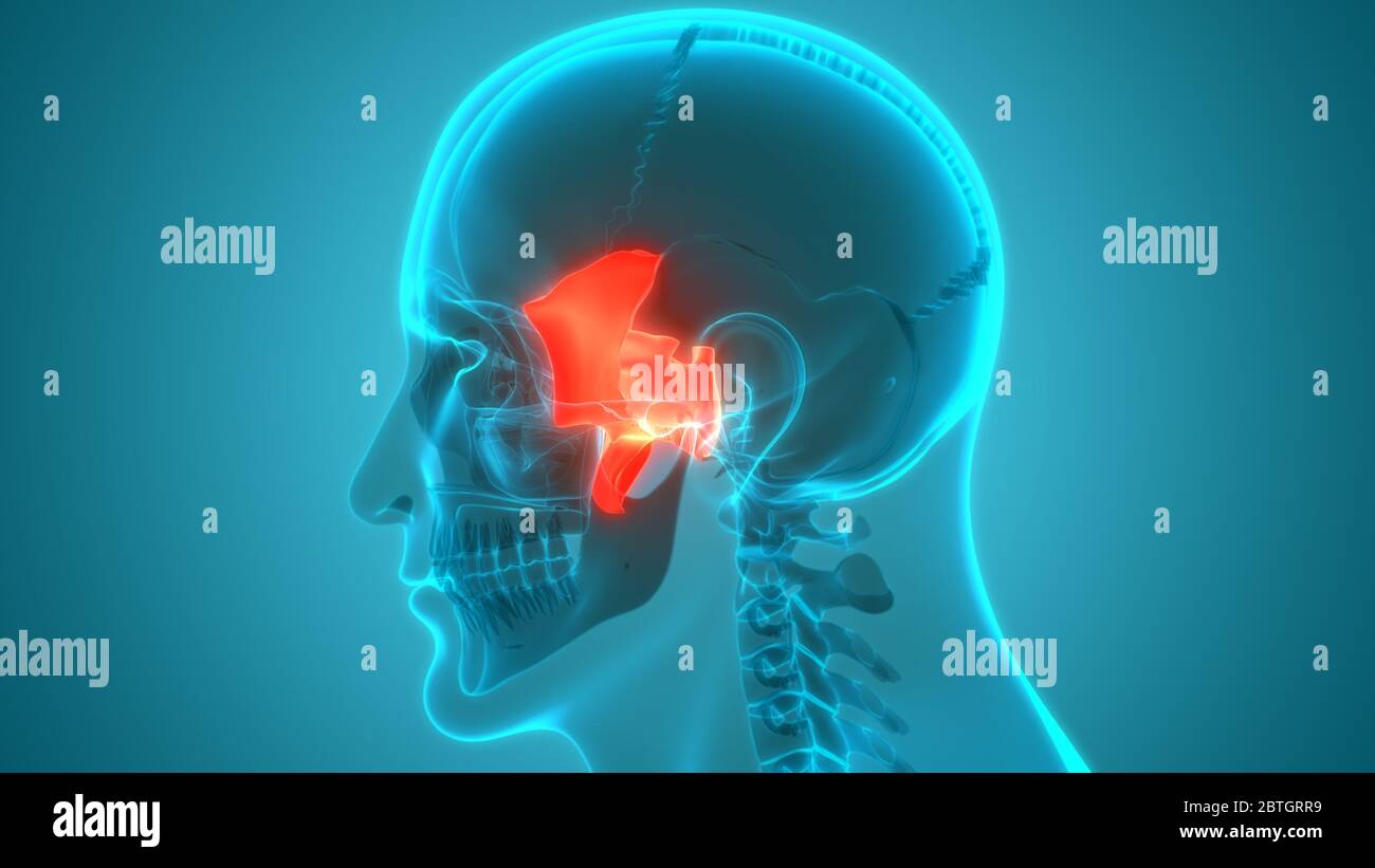 Human Skeleton System Skull Bone Joints Anatomy Stock Photo - Alamy