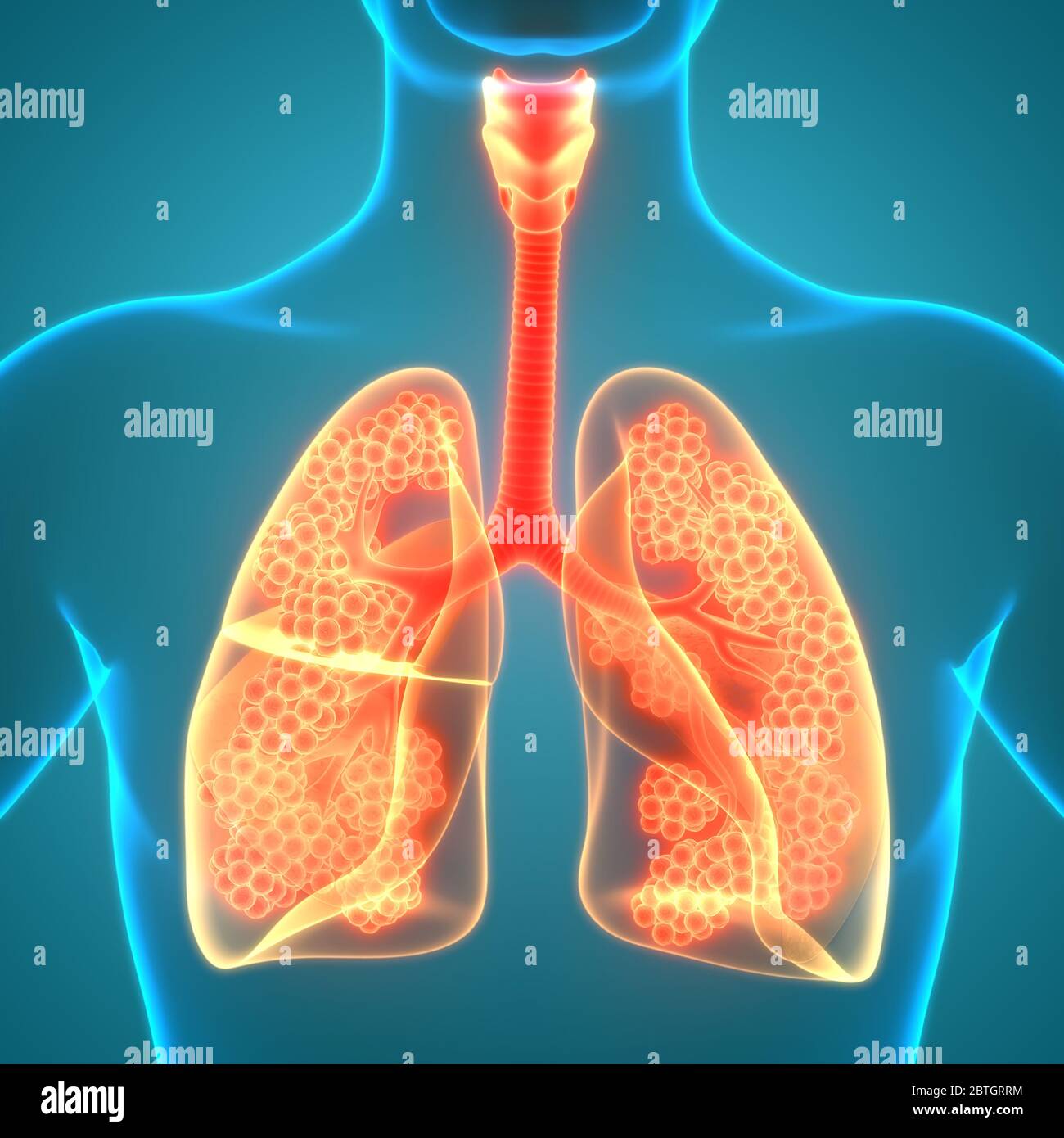 Human Respiratory System Lungs with Alveoli Anatomy Stock Photo - Alamy